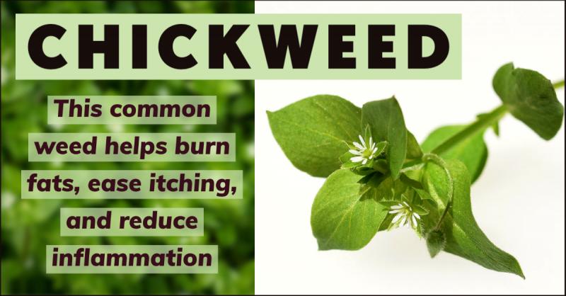 Chickweed - Article - Stevenhorne.com